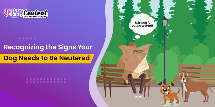 What Are the Signs Your Dog Needs to Be Neutered?